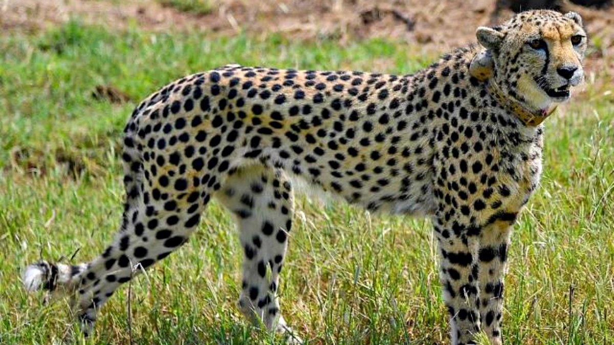 Blood infection ‘septicemia’ claims four more cheetahs in India’s ...